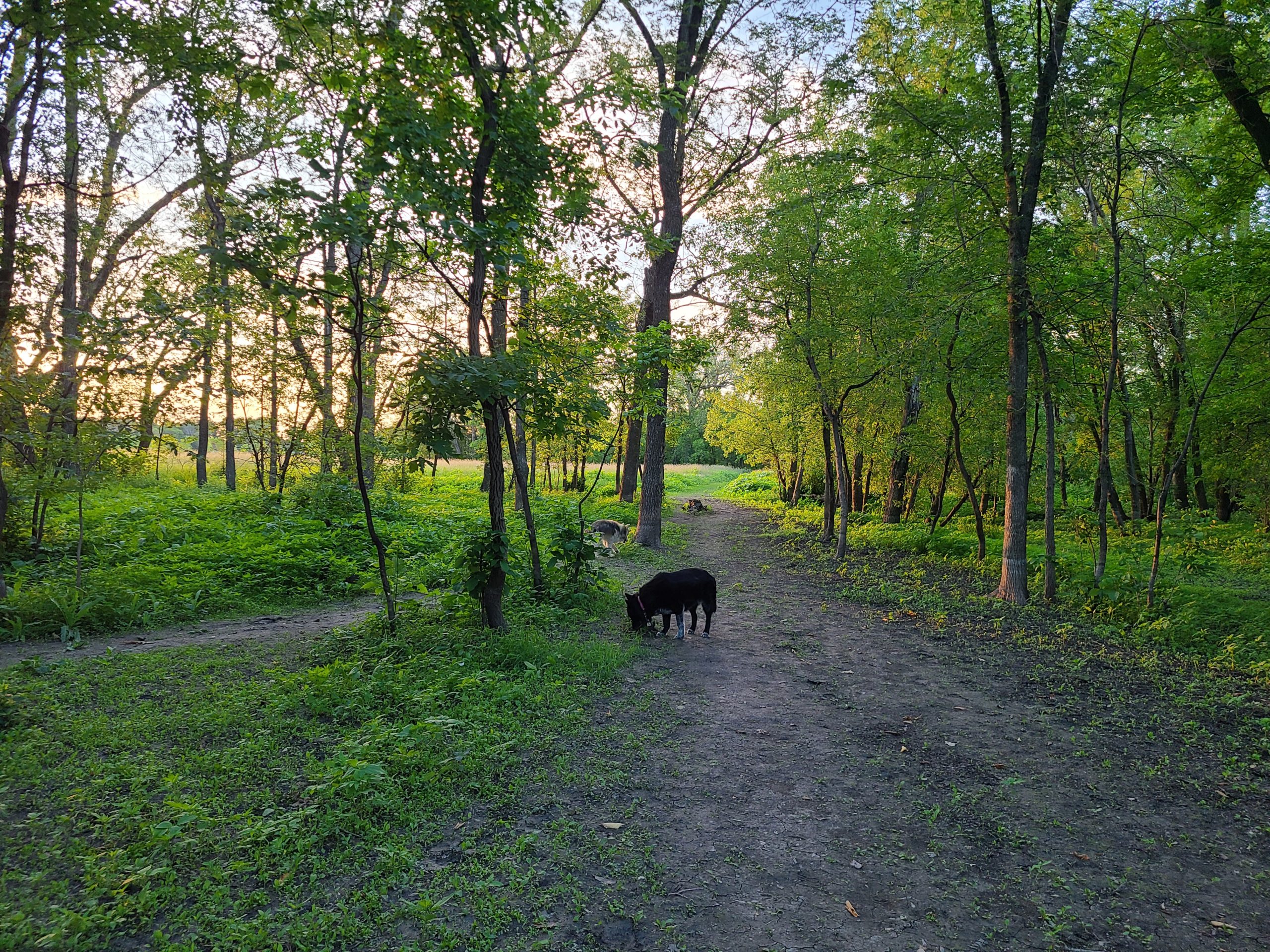 MGPDOA – Maple Grove Park Dog Owners' Association